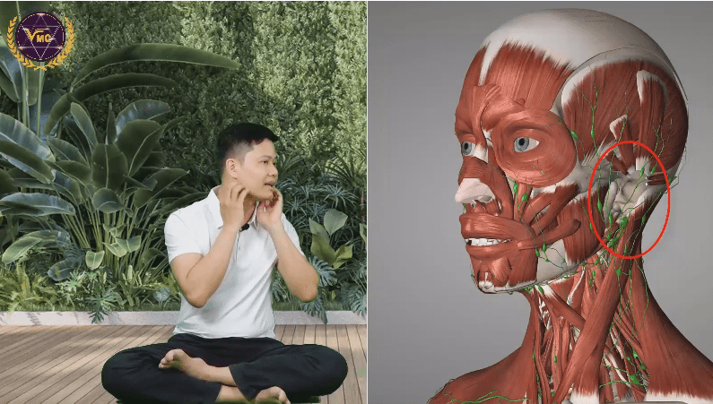 Hệ miễn dịch là gì? Cách tăng cường hệ miễn dịch - OME Trung tâm Đào ...