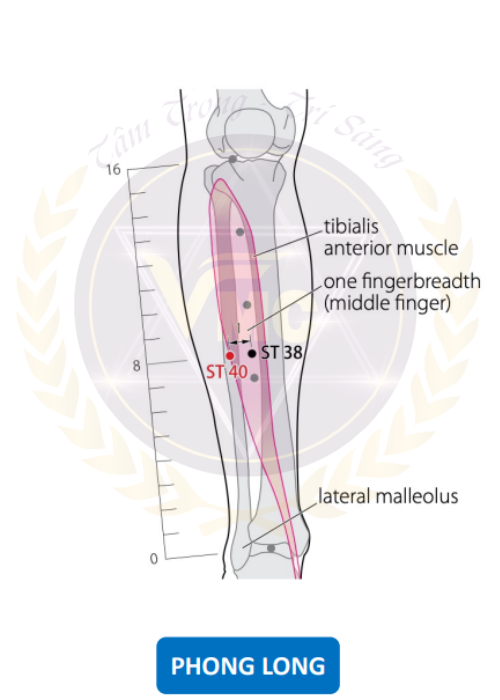 Huyệt Phong long: Vị trí, tác dụng và cách xoa bóp bấm huyệt - OME Trung tâm Đào tạo & Chăm sóc ...